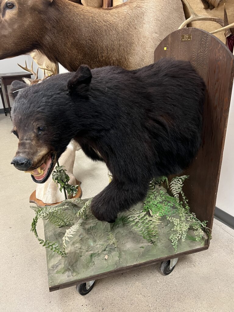 ONLINE ONLY TAXIDERMY, AMMUNITION AND MILITARIA - Hess Auction Group